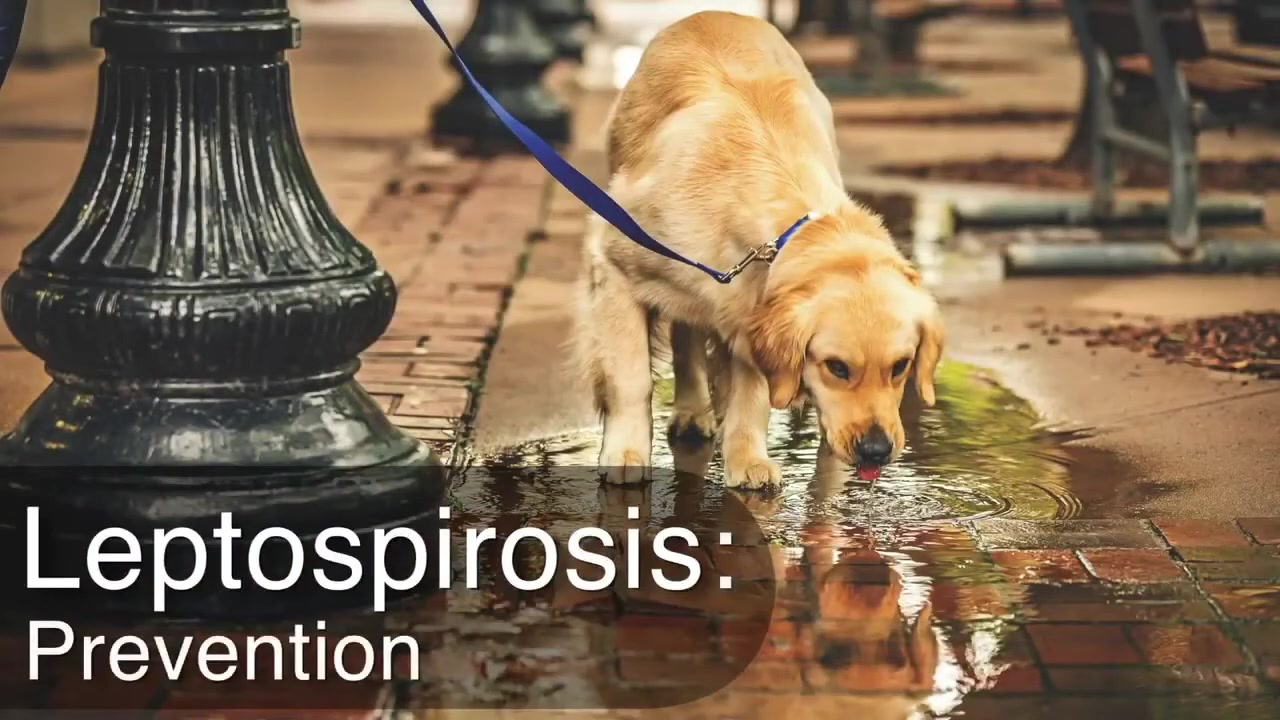 StopLepto Risk Prevention Nov 2020 - MSD