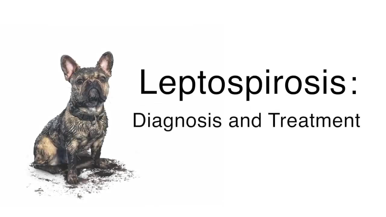 Veterinary Diagnosis and Treatment for Leptospirosis - MSD
