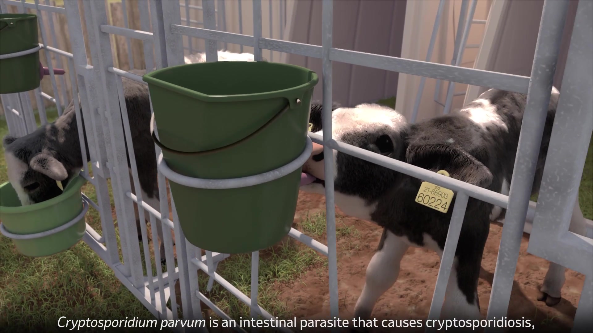 Bovilis Cryptium Technical Animation July 2024 - MSD